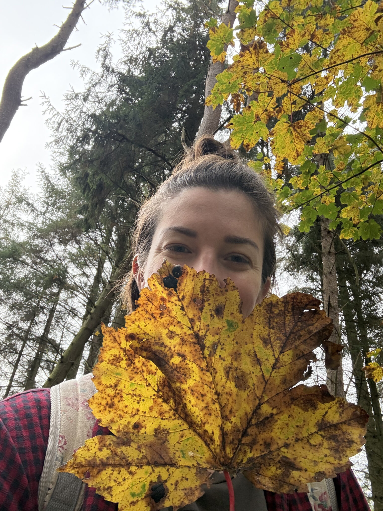 Hamilton Scotland Travel Guide: A Cozy Autumn Cat-Sit Adventure